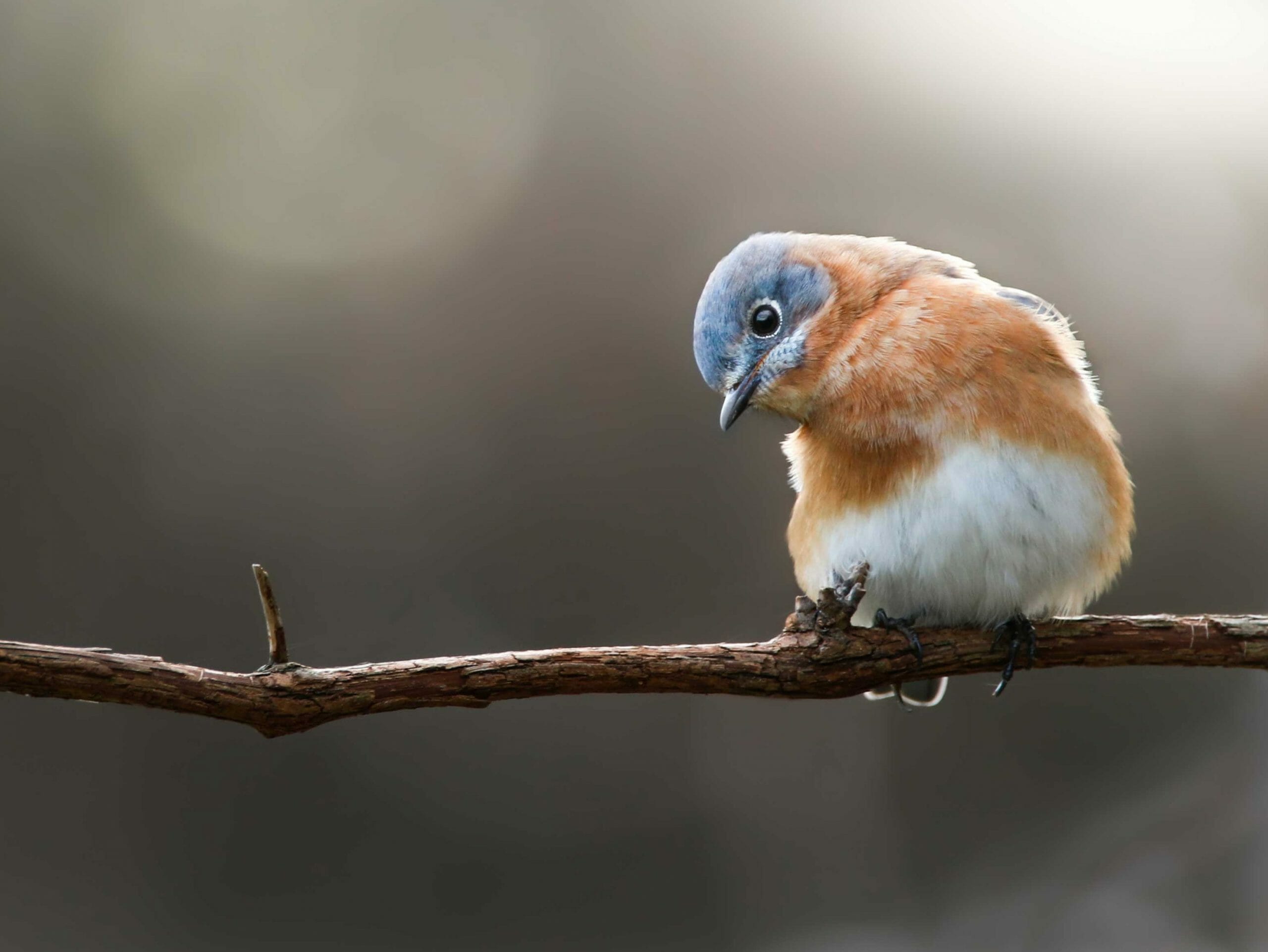 GET INVOLVED – Harford Land Trust